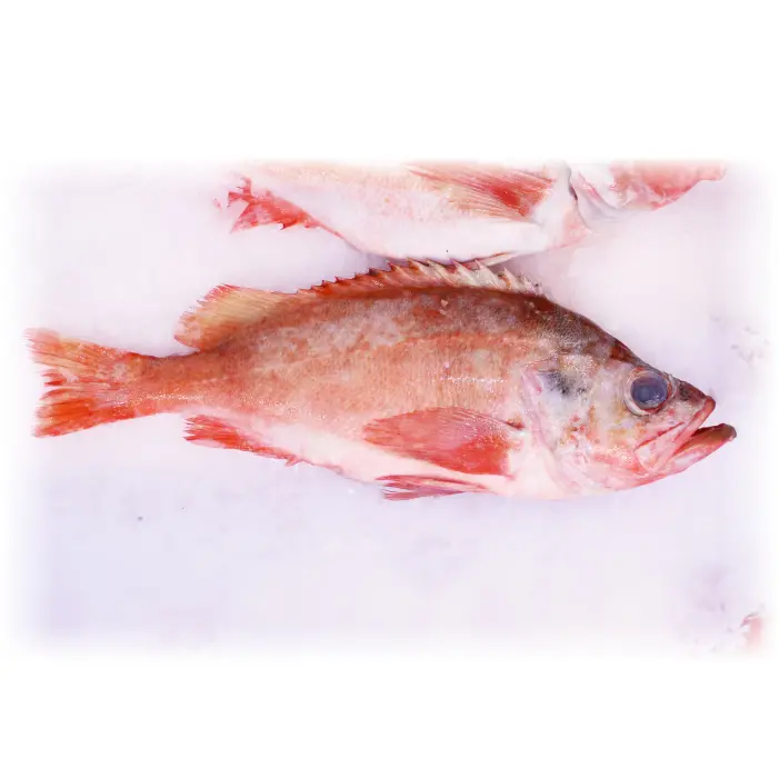 Rødfisk 700g+ sebastes marinus - Fullhouse